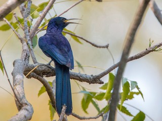 Black Scimitarbill - eBird
