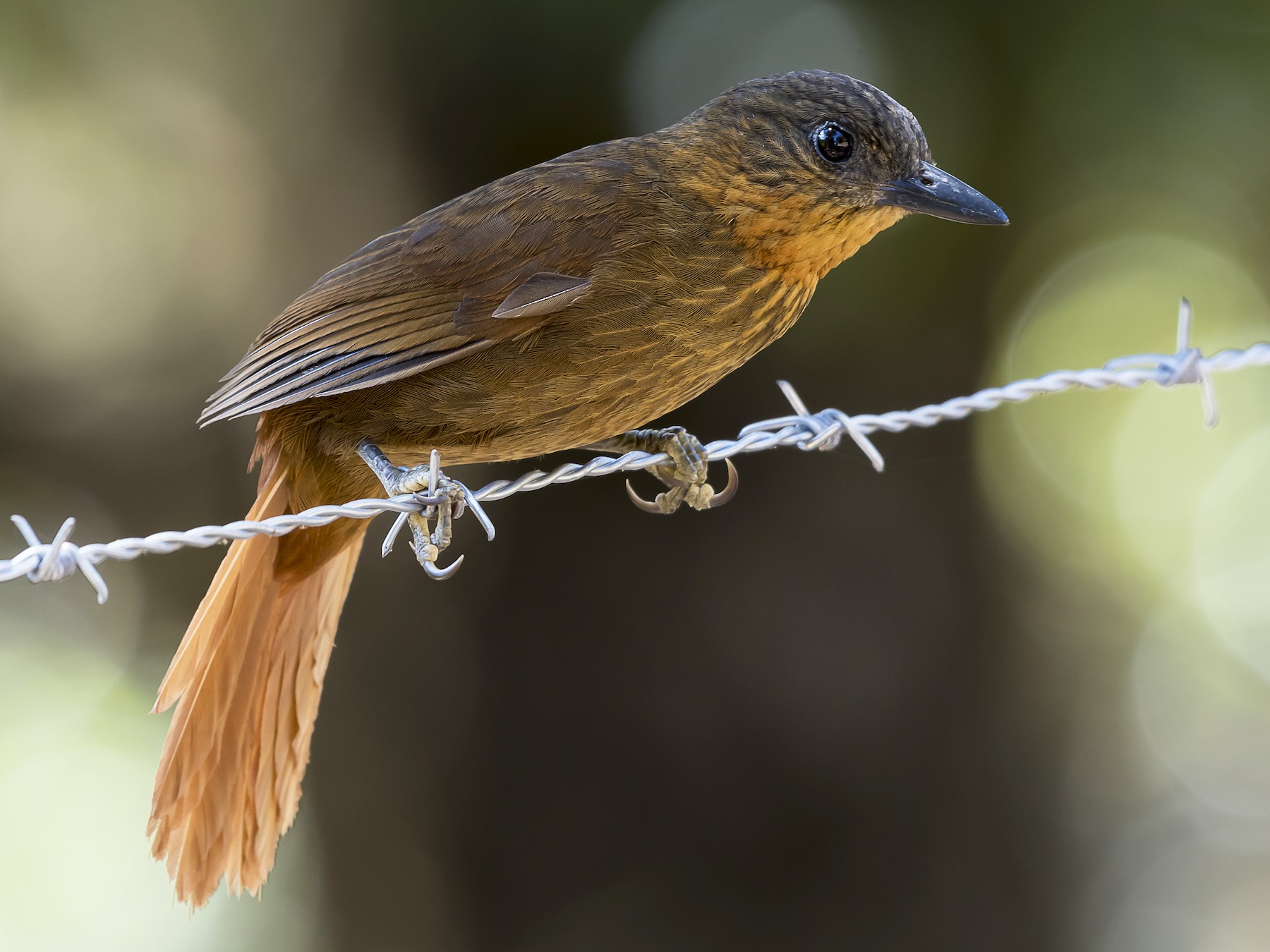 Streak-breasted Treehunter - eBird