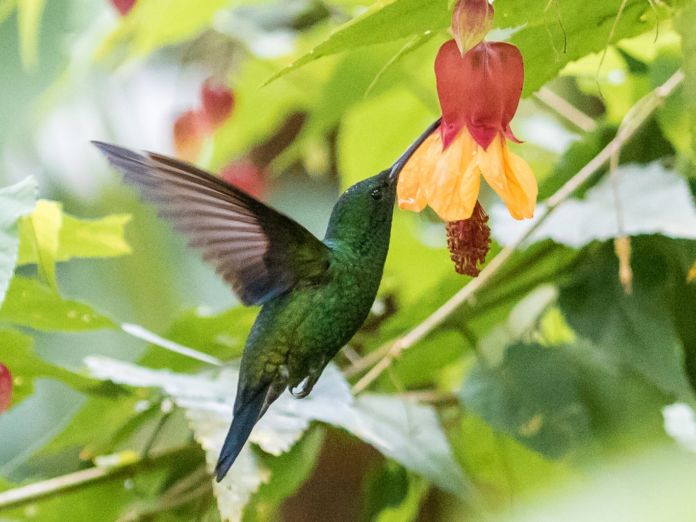 Steely-vented Hummingbird - eBird