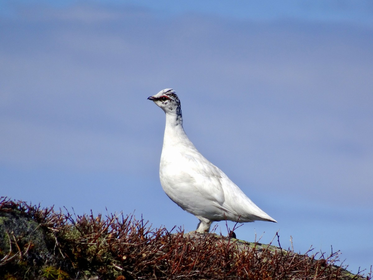 eBird Checklist - 12 Jun 2016 - Parcelle Atlas Quebec: 17PF61 - 11 species