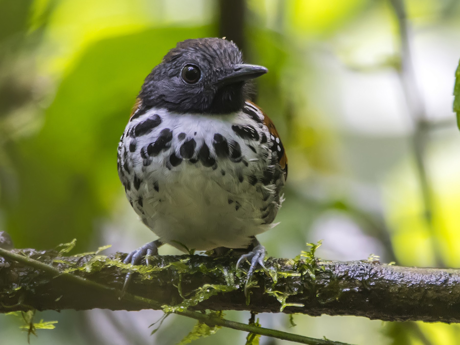 Spotted Antbird - eBird