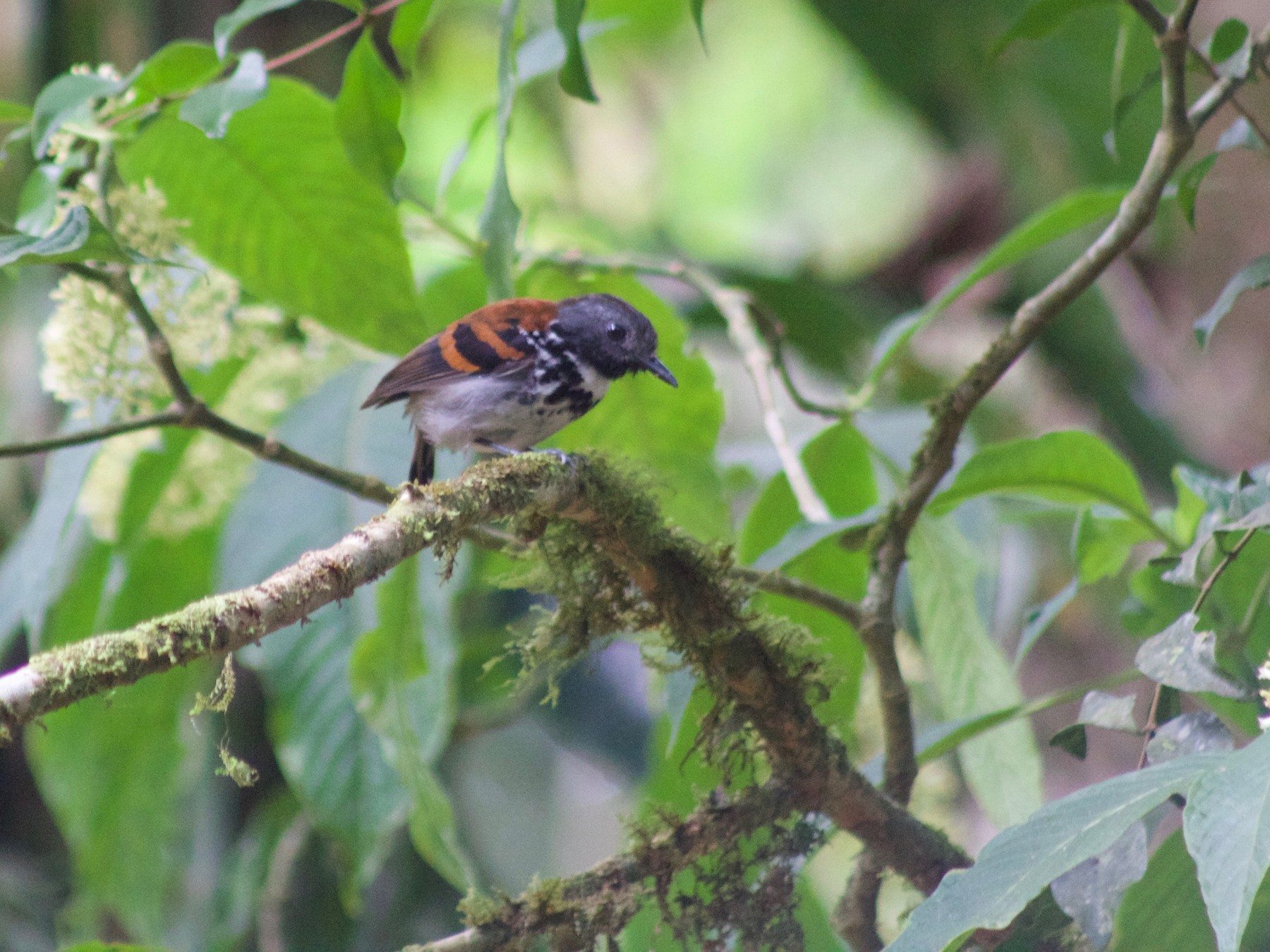 Spotted Antbird - eBird