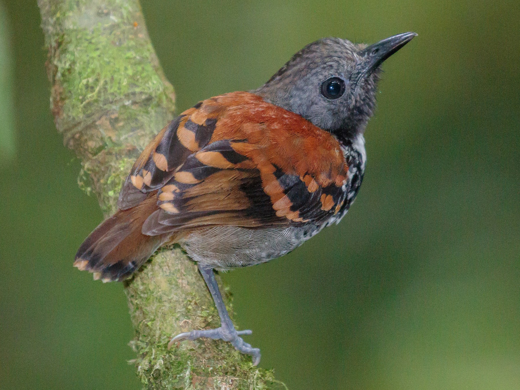 Spotted Antbird - eBird