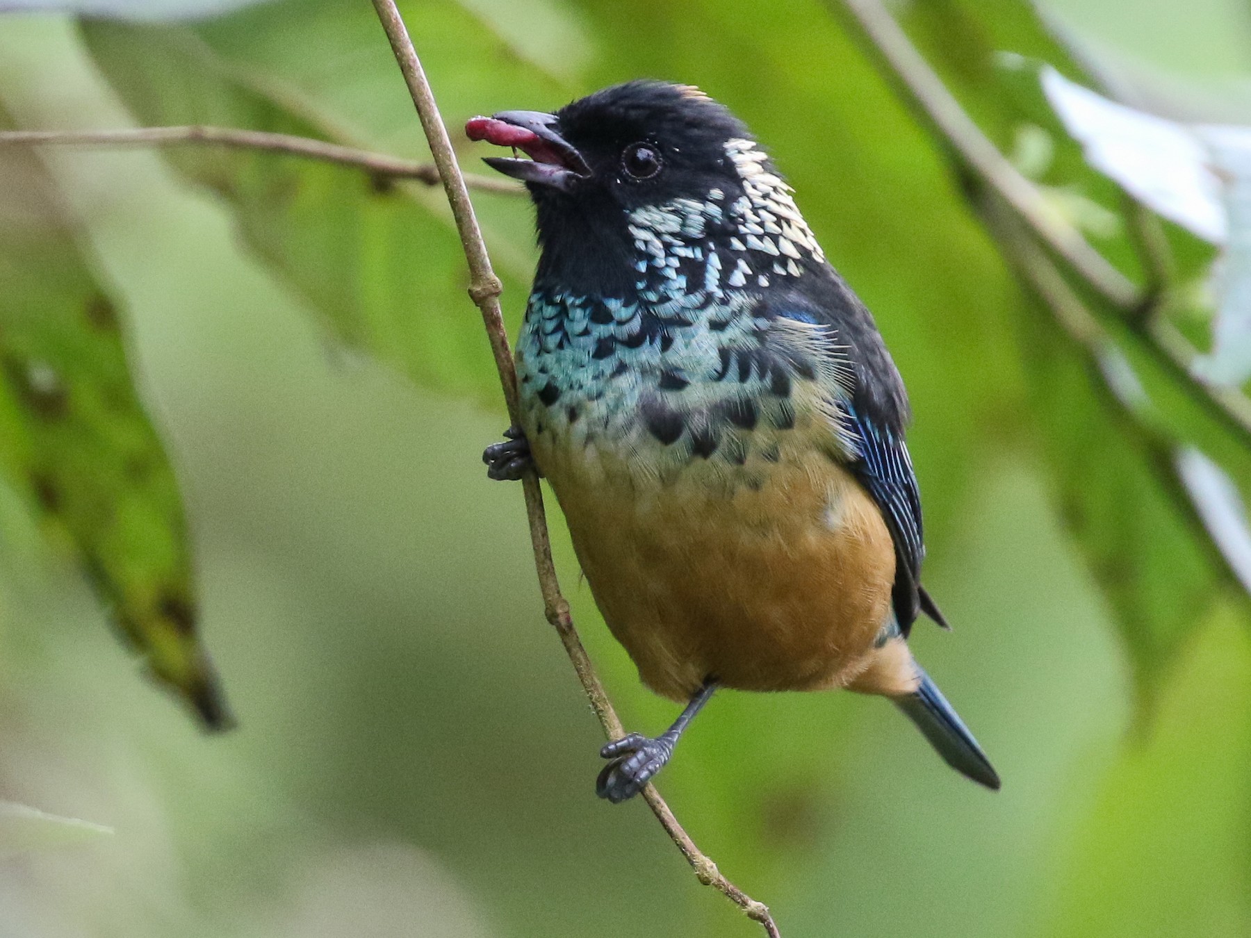 Spangle-cheeked Tanager - eBird