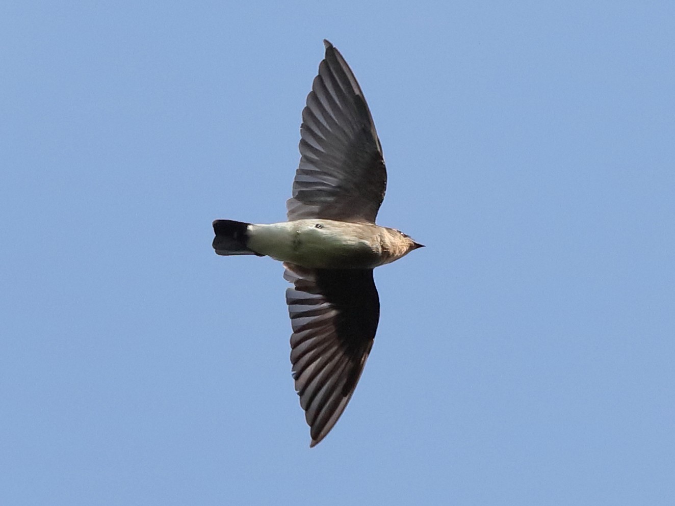 Southern Rough-winged Swallow - eBird