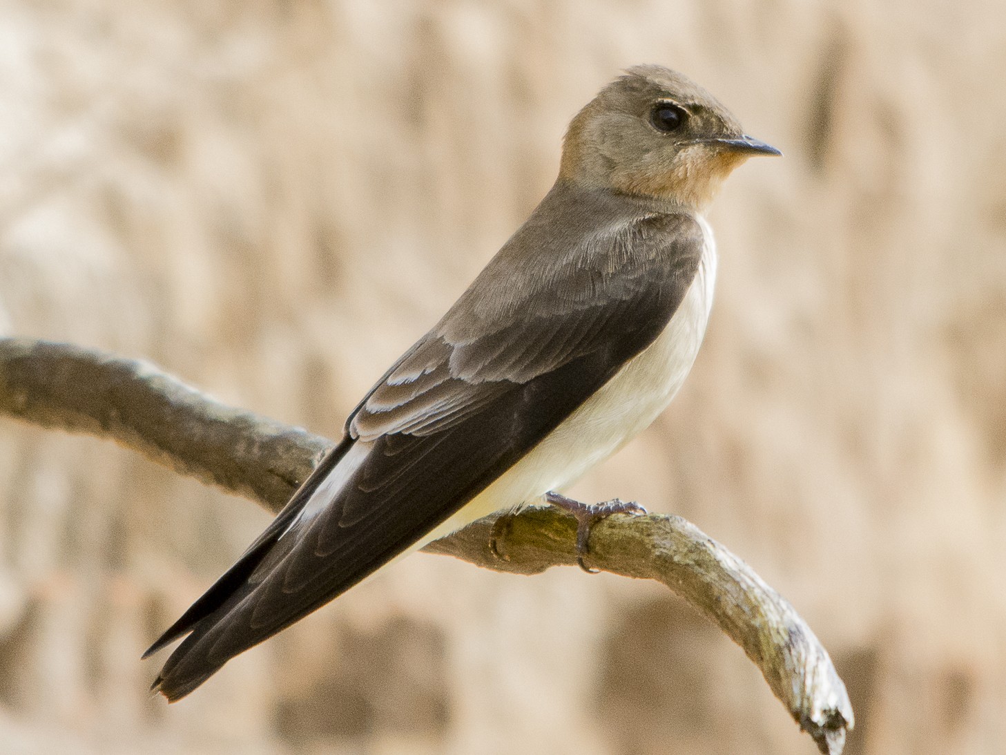 Southern Rough-winged Swallow - eBird