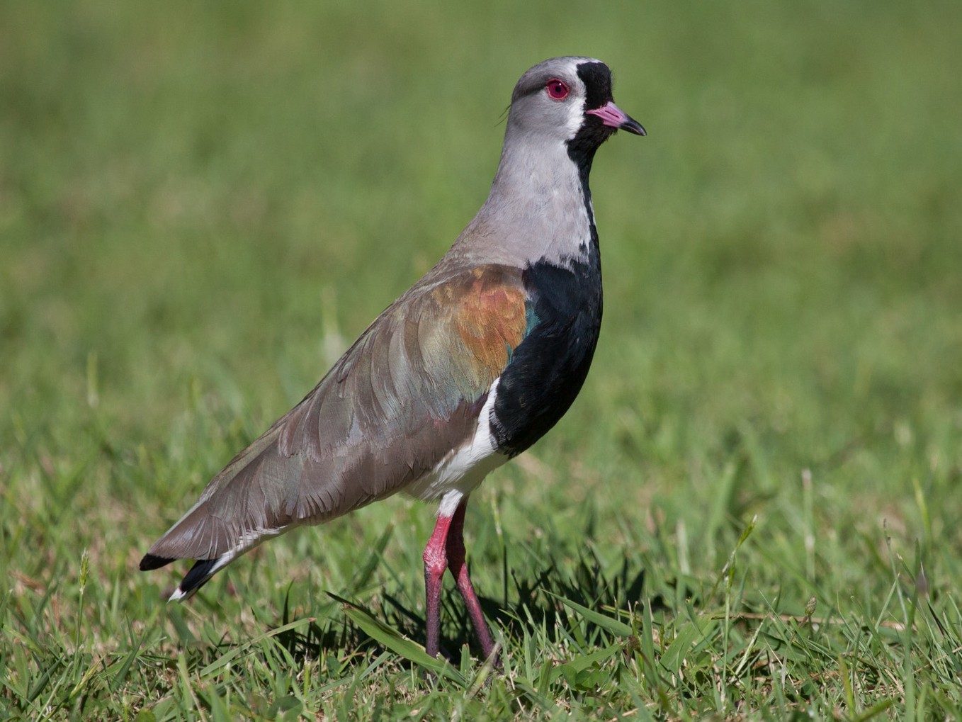 Southern Lapwing - eBird