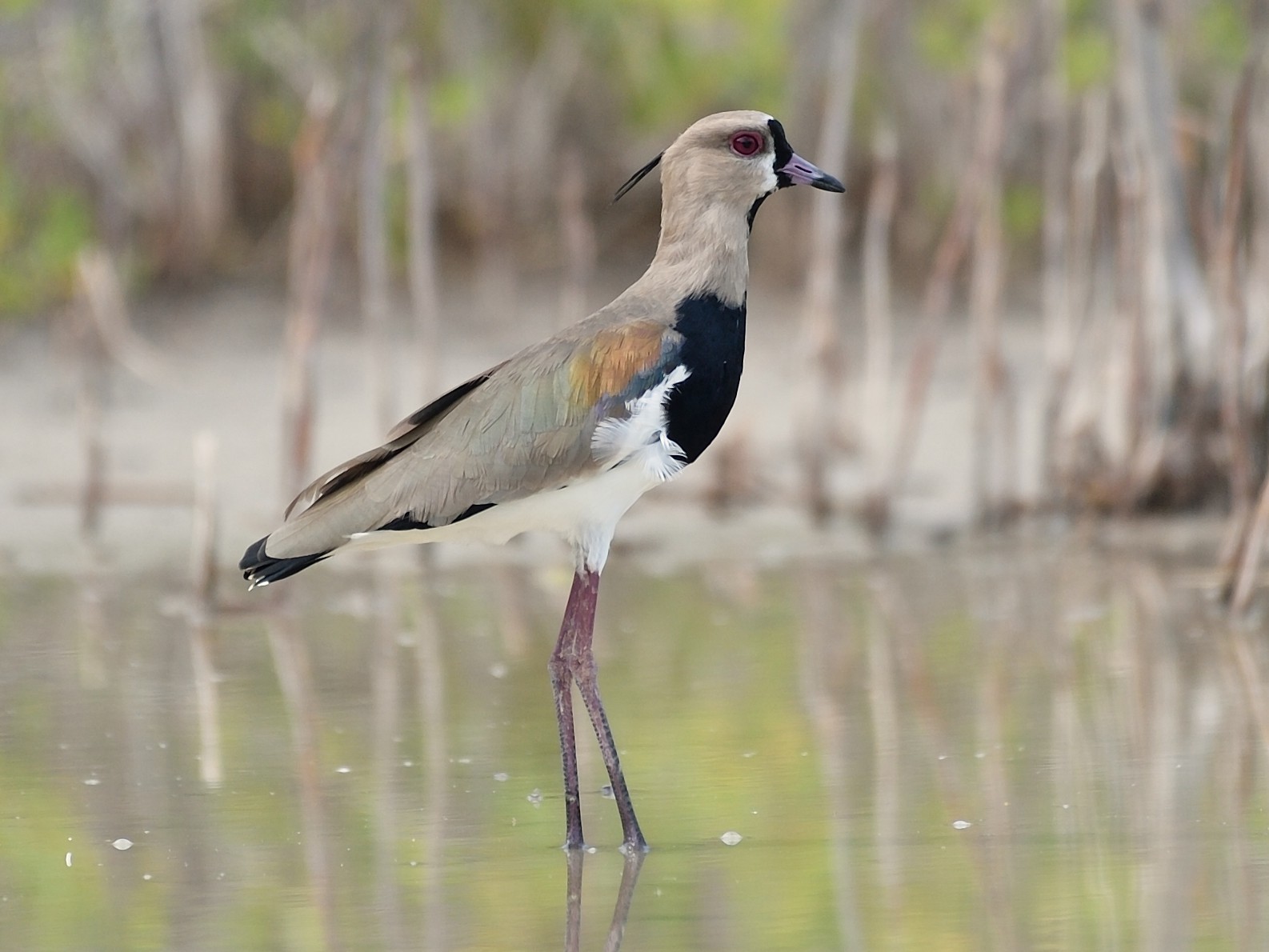 Southern Lapwing - eBird