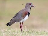 Southern Lapwing - Abundance map: Post-breeding migration - eBird ...