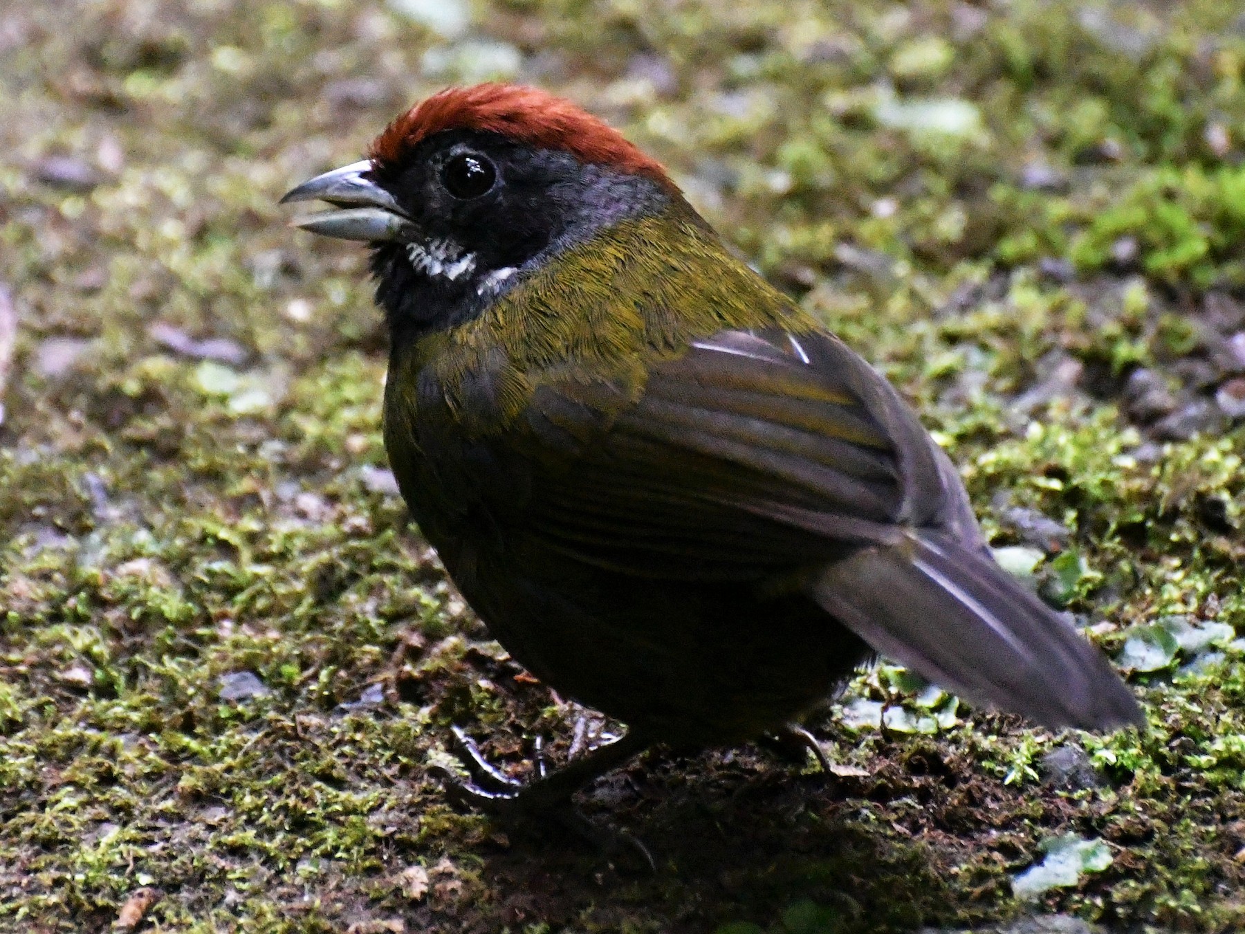 Cerquero Carisucio - eBird
