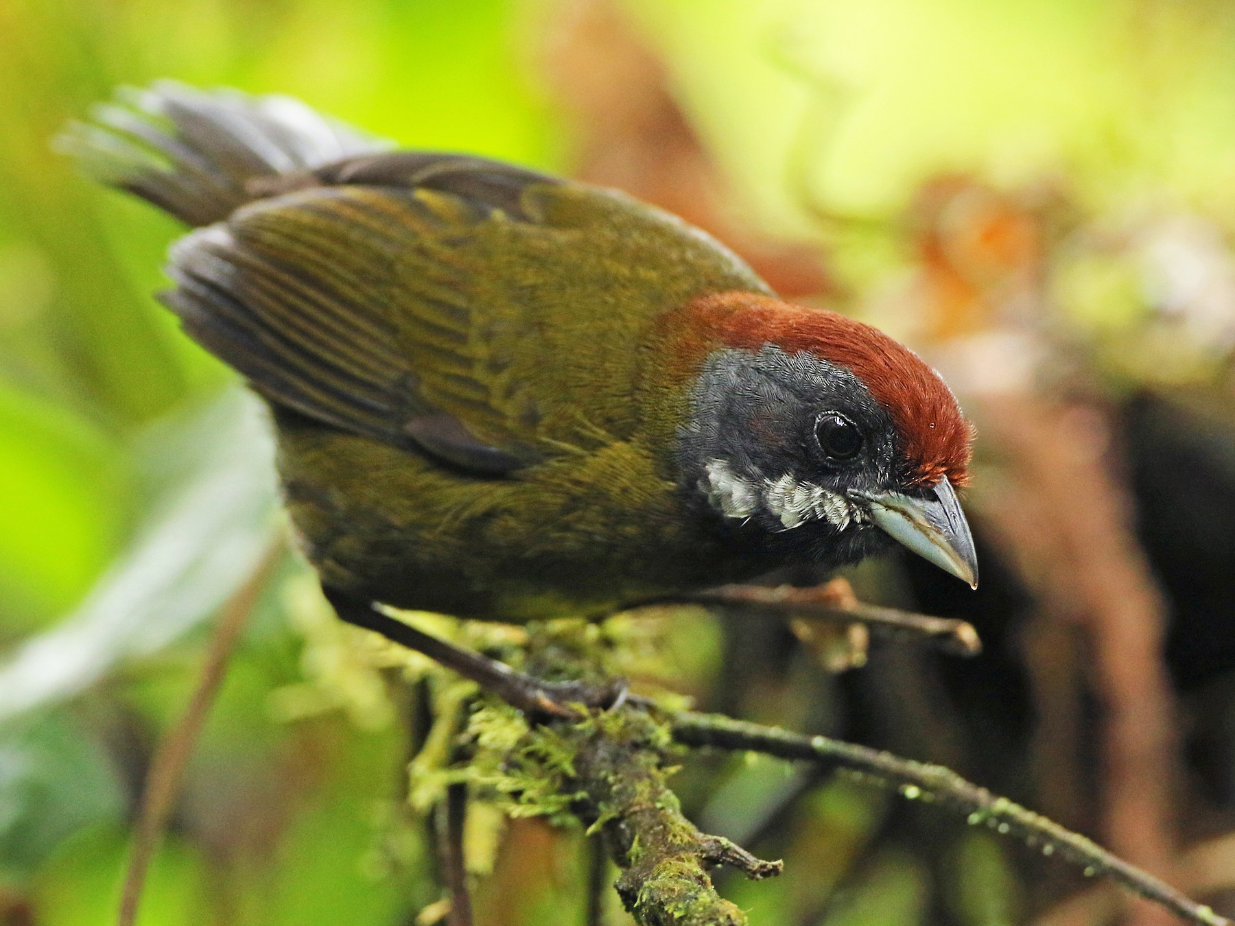 Cerquero carisucio - eBird