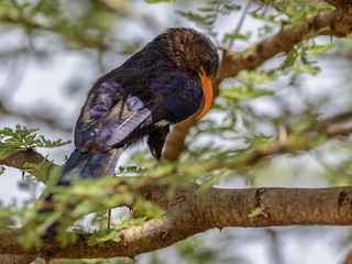 Abyssinian Scimitarbill - eBird