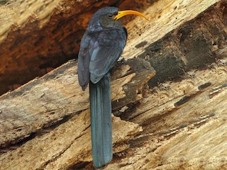 Abyssinian Scimitarbill - eBird