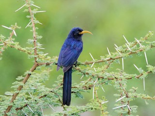 Abyssinian Scimitarbill - eBird