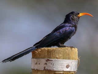 Abyssinian Scimitarbill - eBird