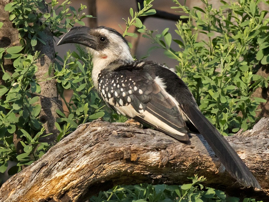 Jackson's Hornbill - eBird