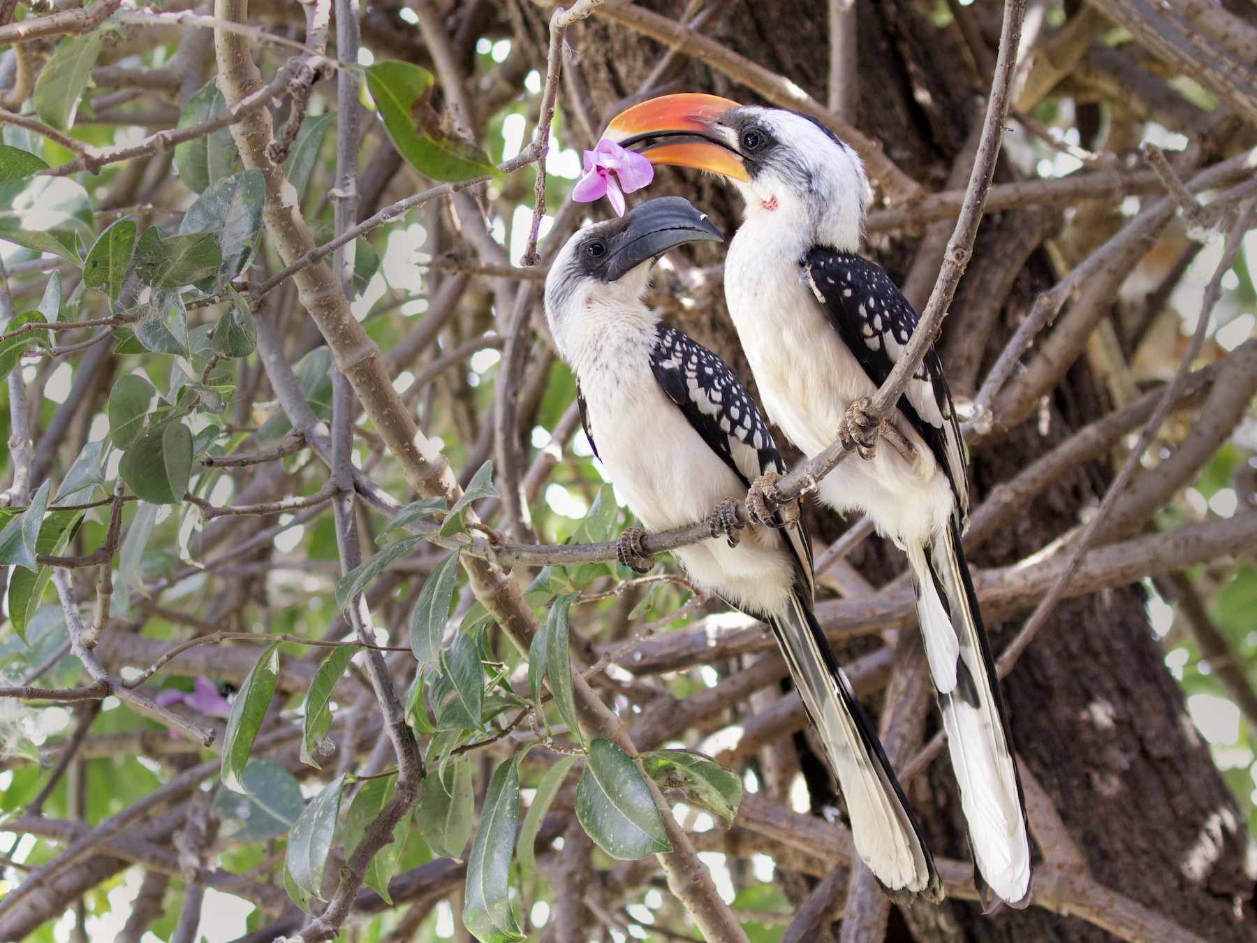 Jackson's Hornbill - eBird