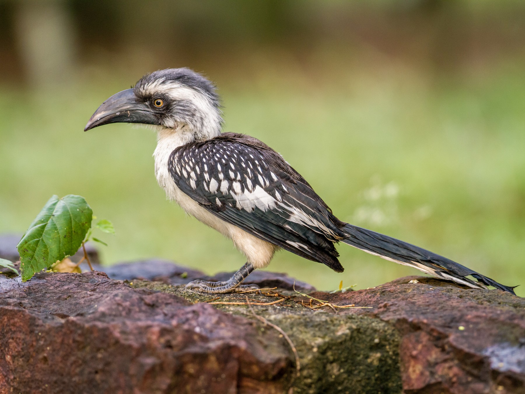 Jackson's Hornbill - eBird