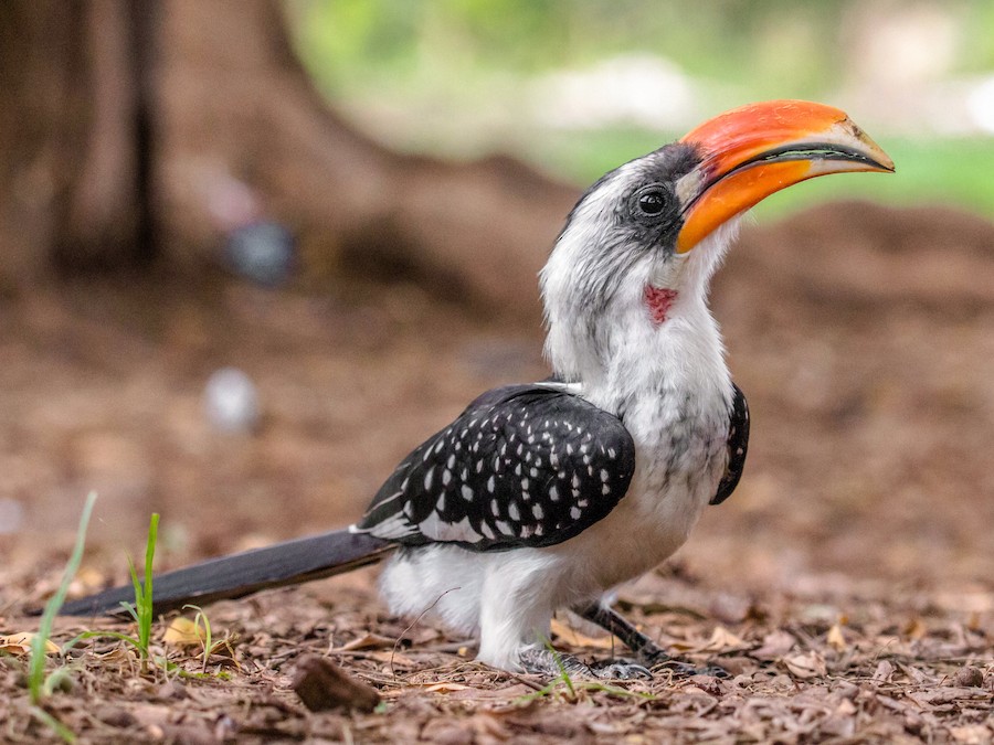 Jackson's Hornbill - eBird
