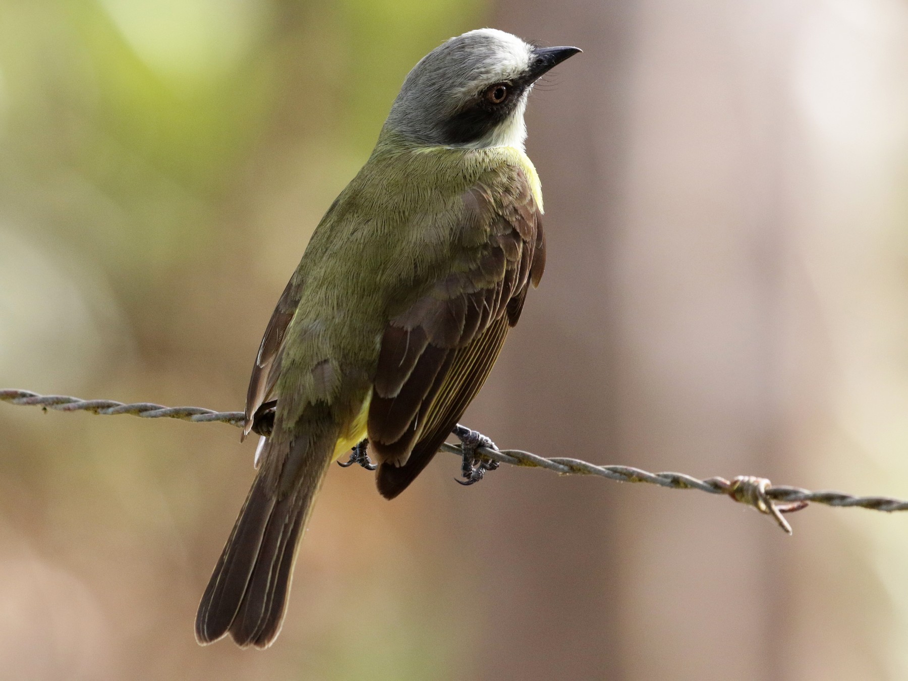 Gray-capped Flycatcher - eBird