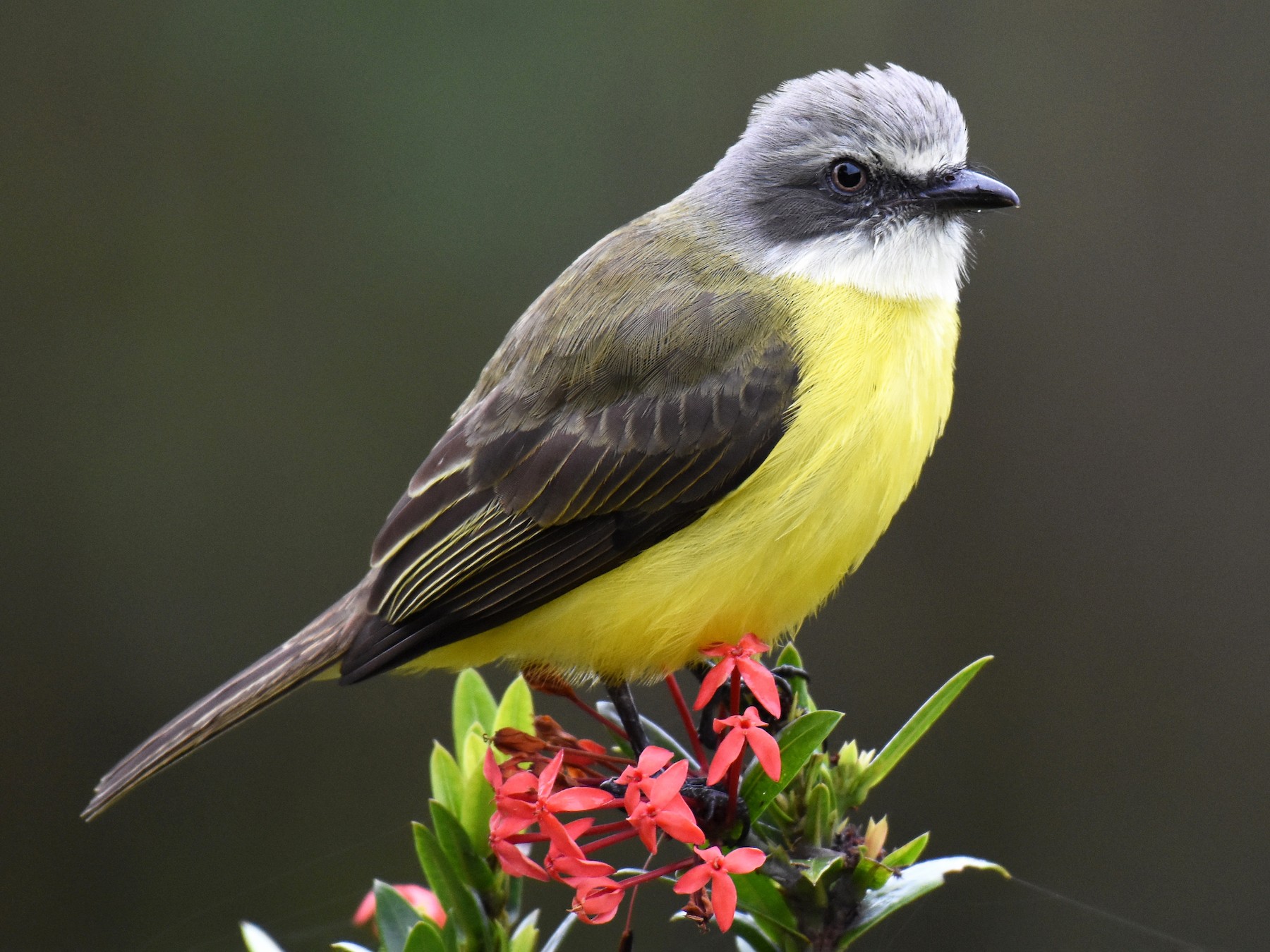 Gray-capped Flycatcher - eBird