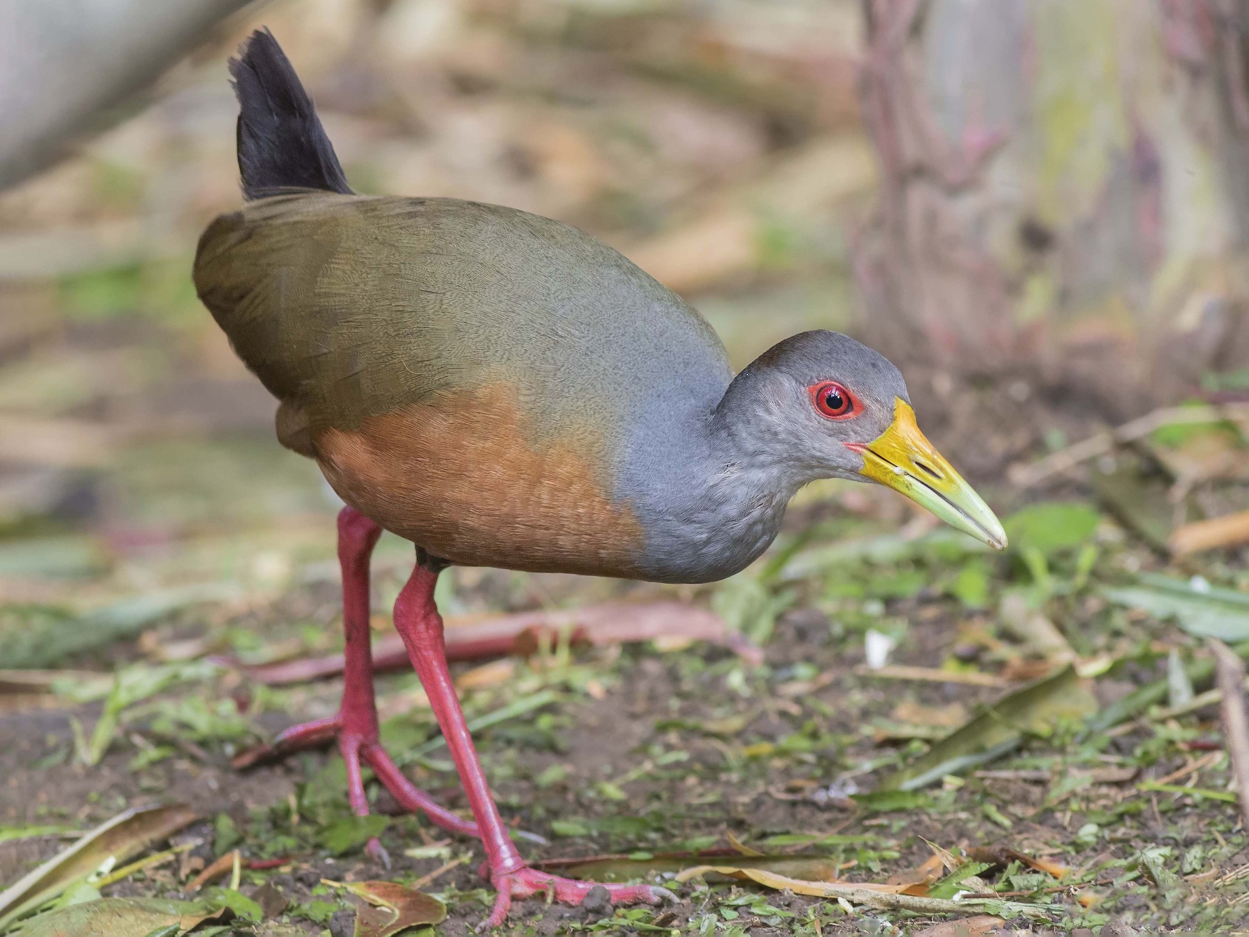 Gray-cowled Wood-Rail - eBird