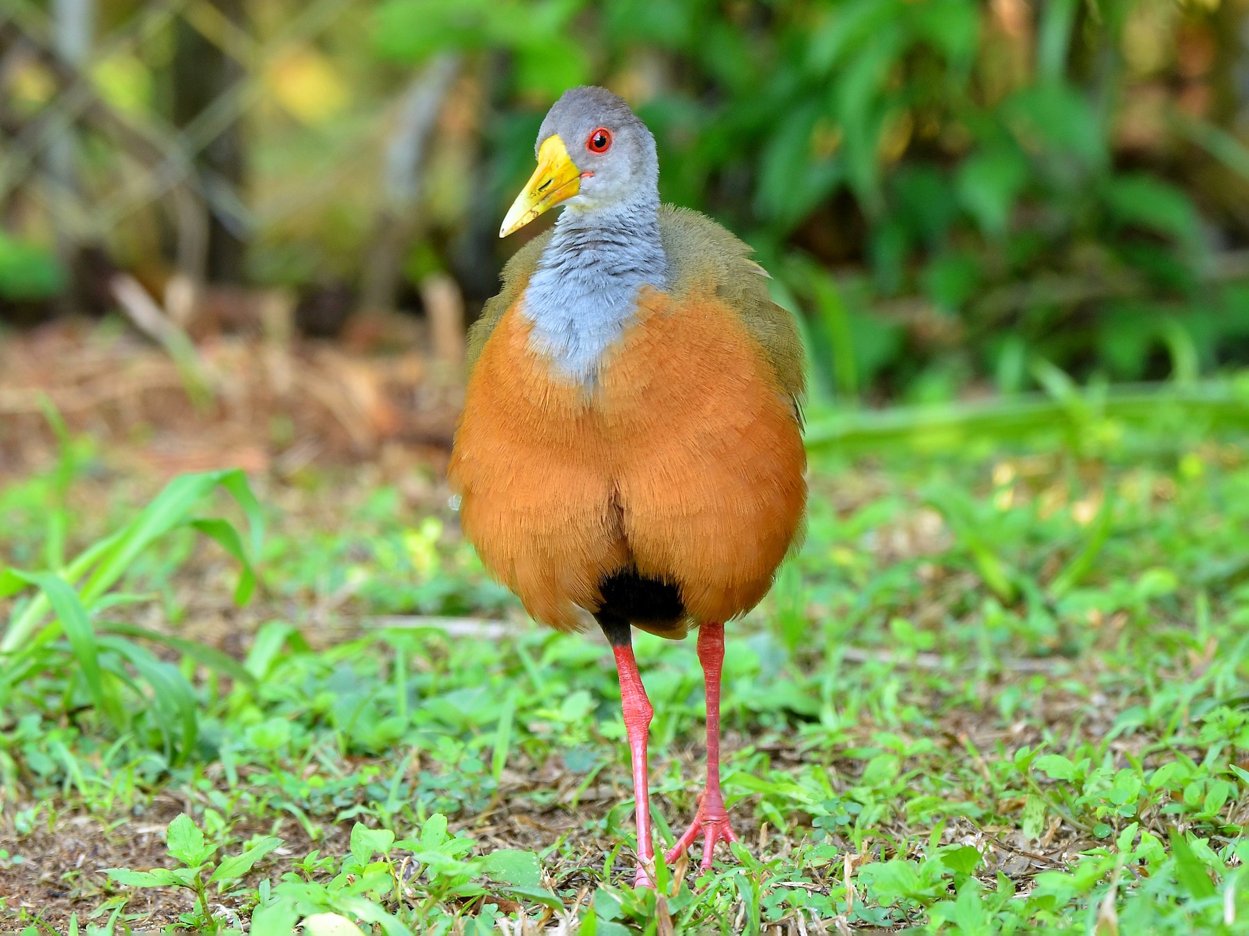 Gray-cowled Wood-Rail - eBird