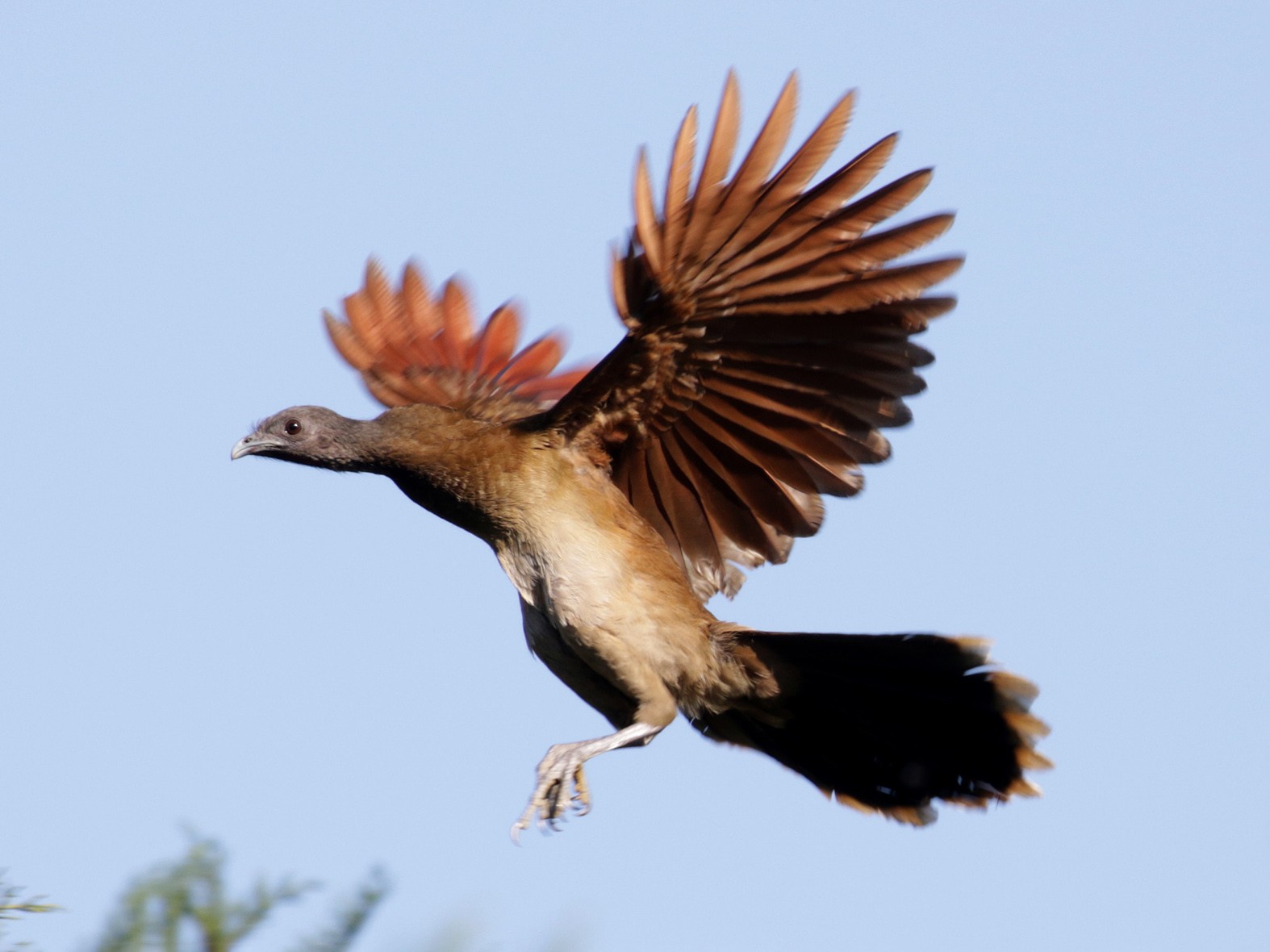Gray-headed Chachalaca - eBird
