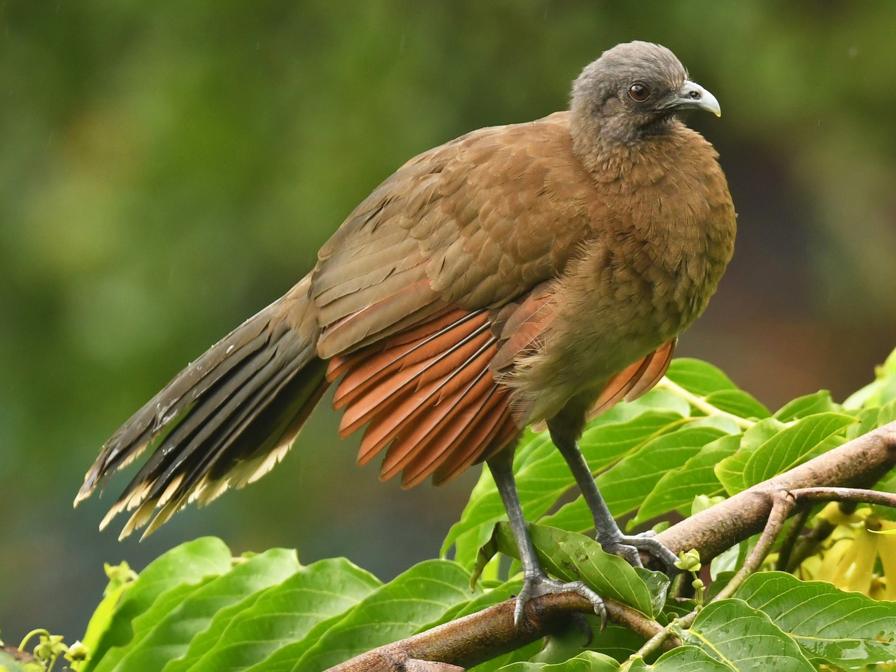 Gray-headed Chachalaca - eBird