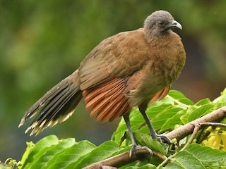 Gray-headed Chachalaca - eBird