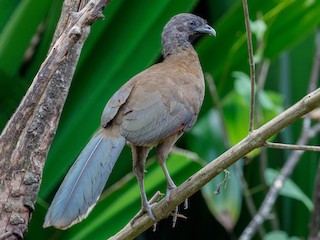 Gray-headed Chachalaca - eBird