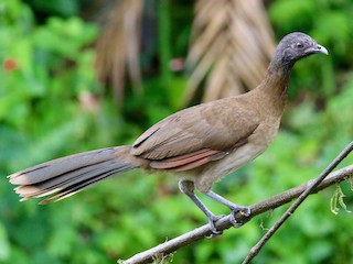 Gray-headed Chachalaca - eBird