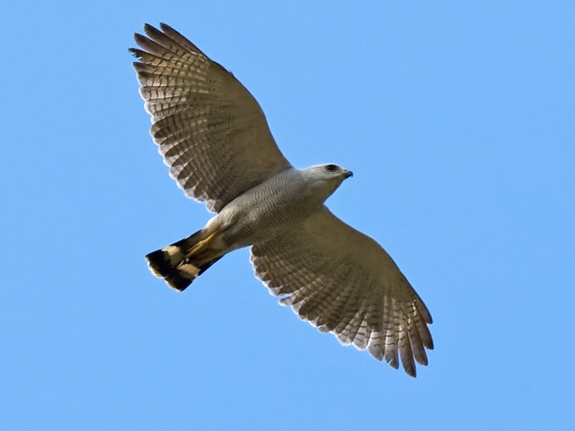 Gray-lined Hawk - eBird