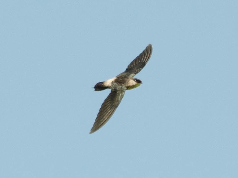 Gray-rumped Swift - eBird