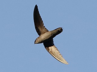 Gray-rumped Swift - Israel Breeding Bird Atlas