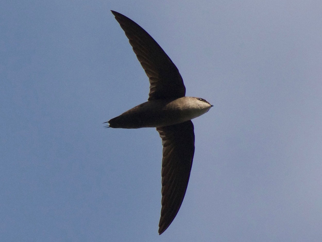 Gray-rumped Swift - eBird