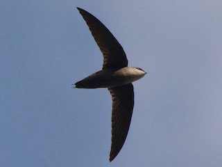Gray-rumped Swift - eBird