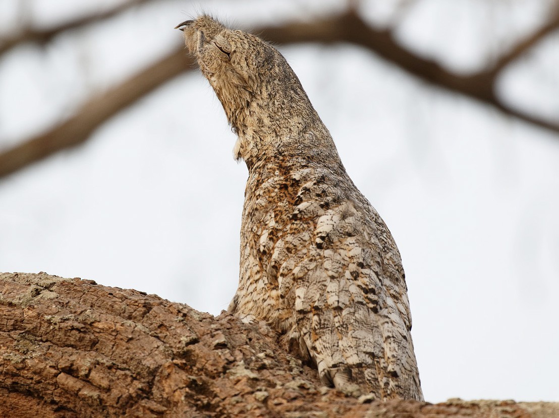 urutau-grande - eBird