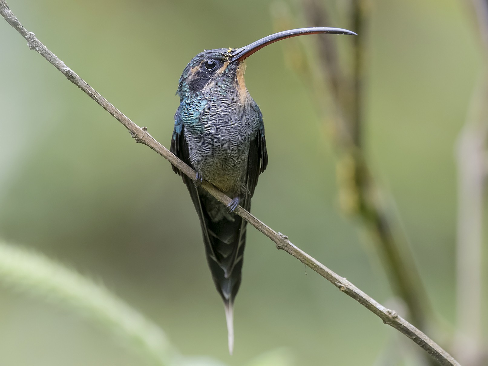 Green Hermit - eBird