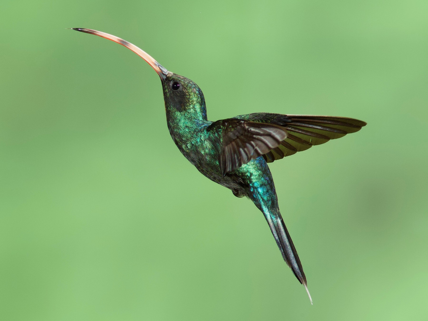 Green Hermit - eBird