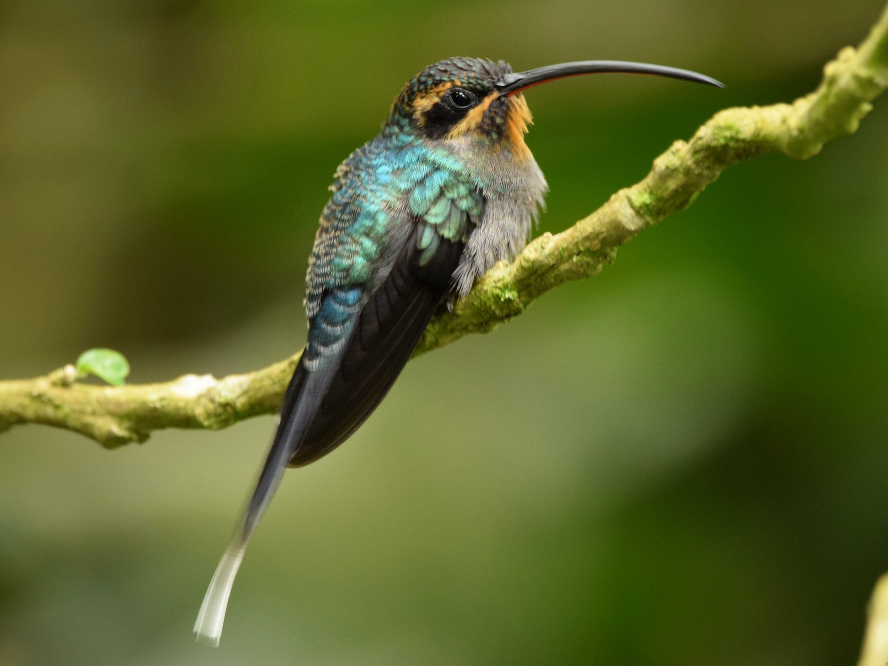 Green Hermit - eBird
