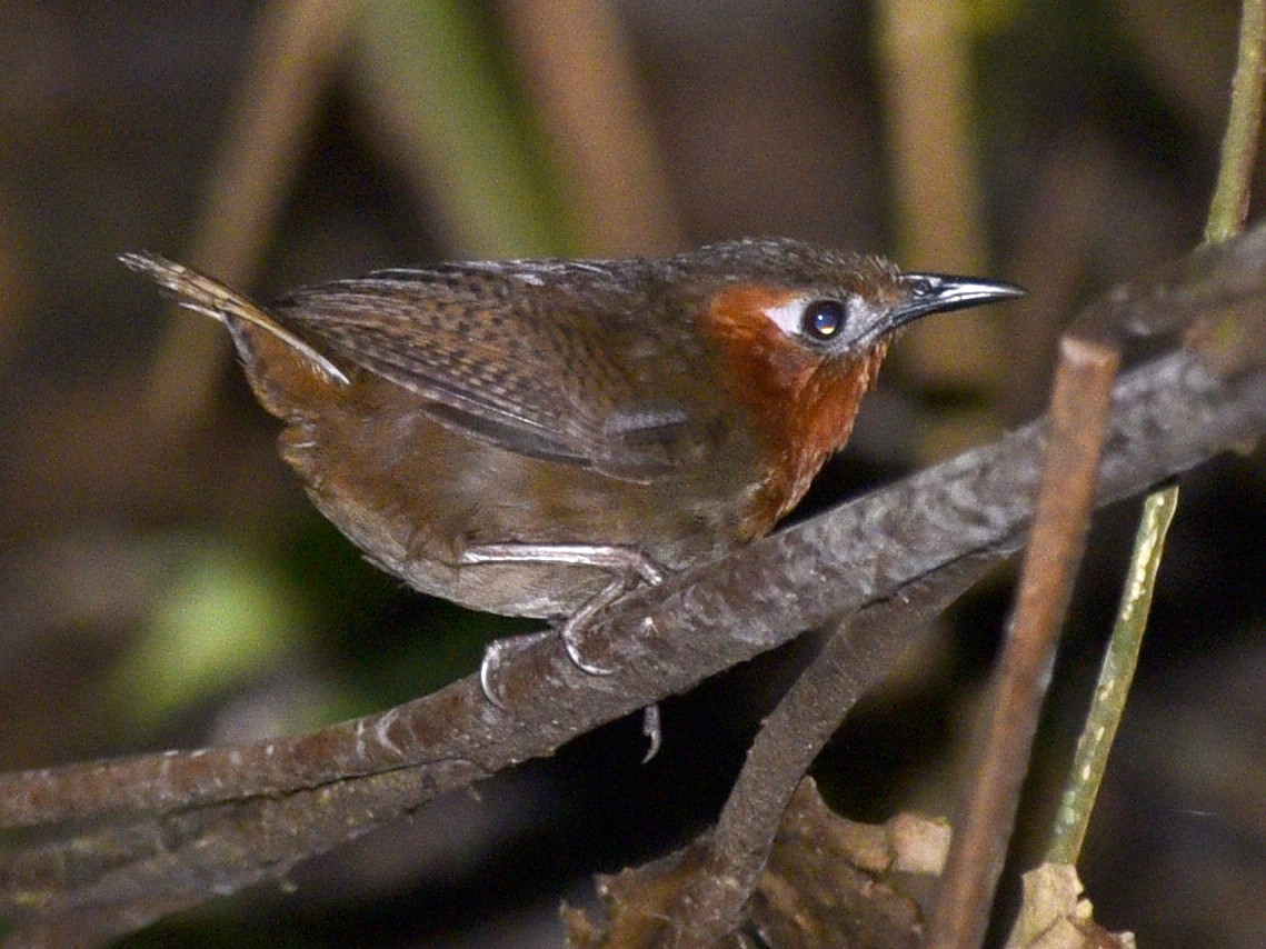 Song Wren - eBird
