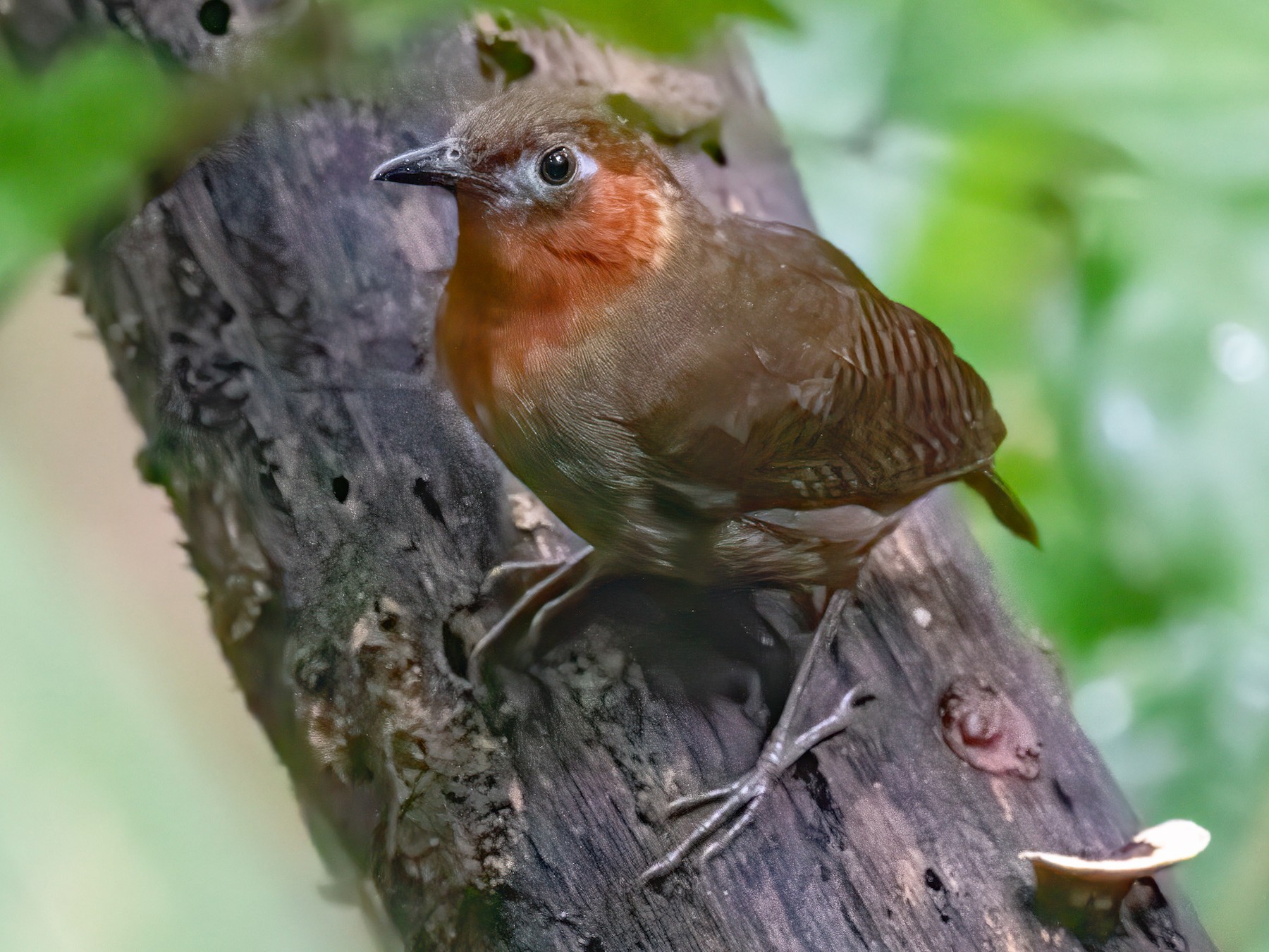 Song Wren - eBird