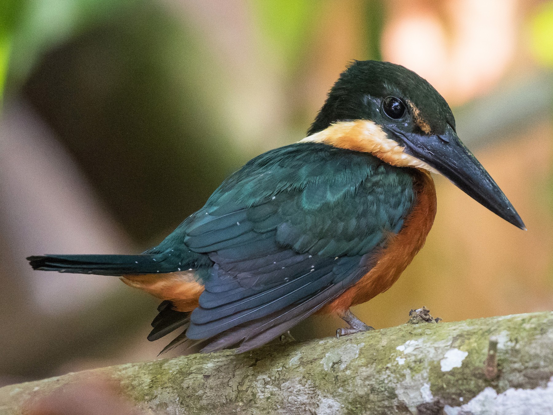 Green-and-rufous Kingfisher - eBird