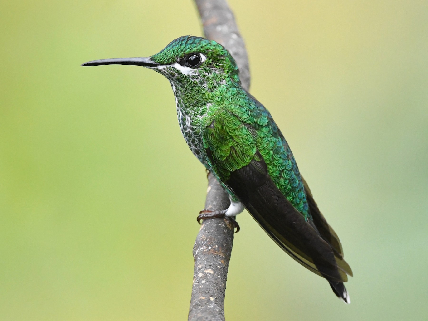 Green-crowned Brilliant - eBird