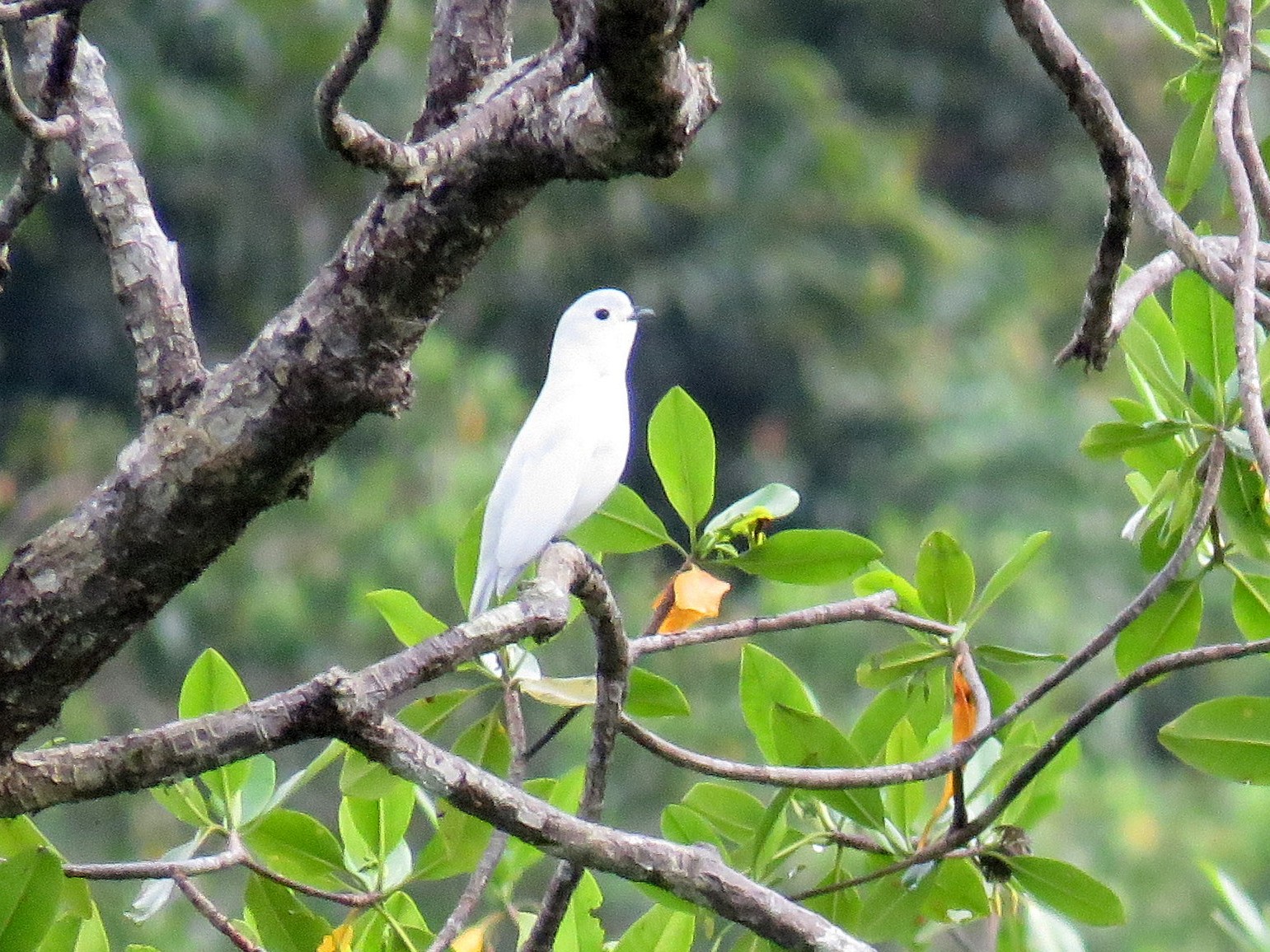 Snowy Cotinga - eBird