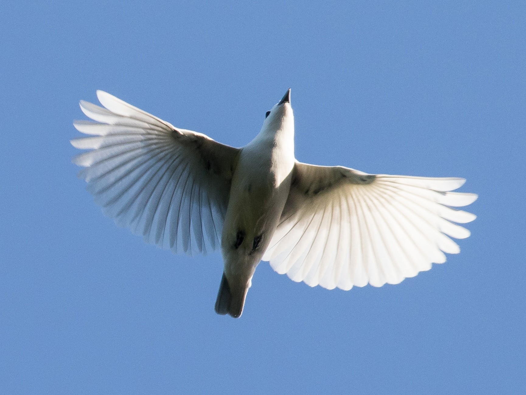 Snowy Cotinga - eBird