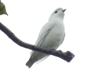 Snowy Cotinga - eBird