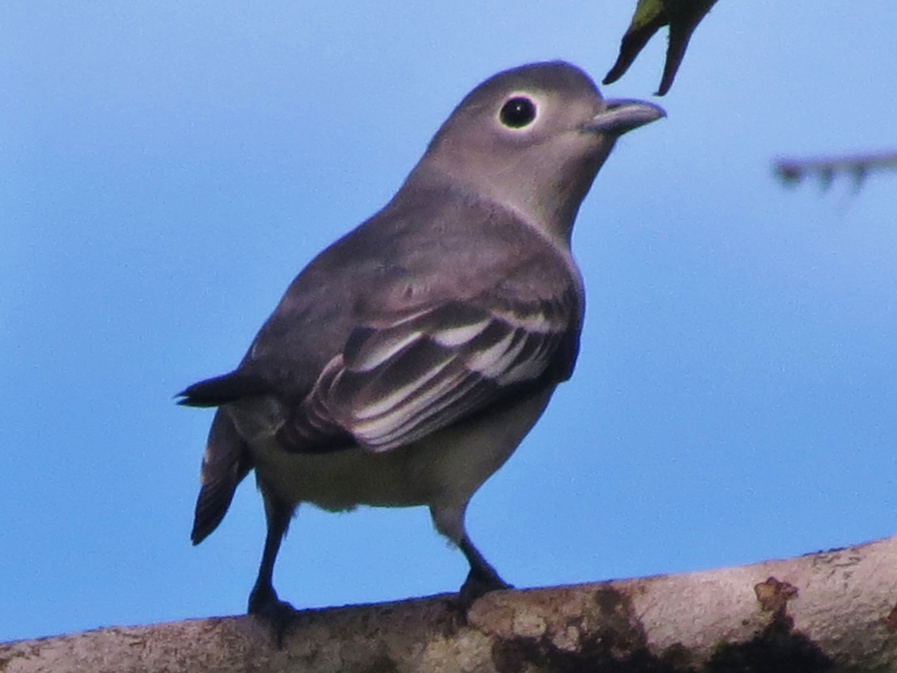 Snowy Cotinga - eBird