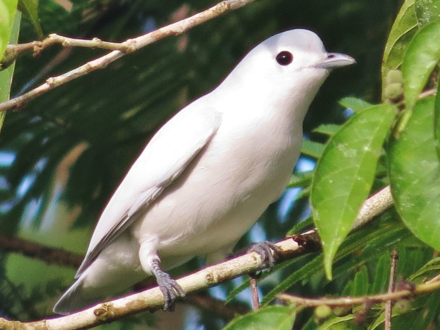 Snowy Cotinga - eBird